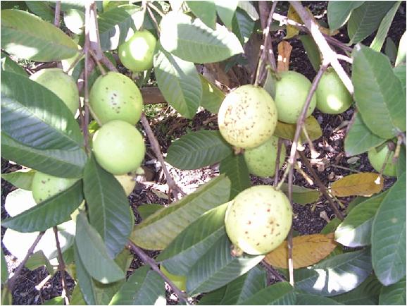 Cultura Guaraní: Información sobre la guayaba